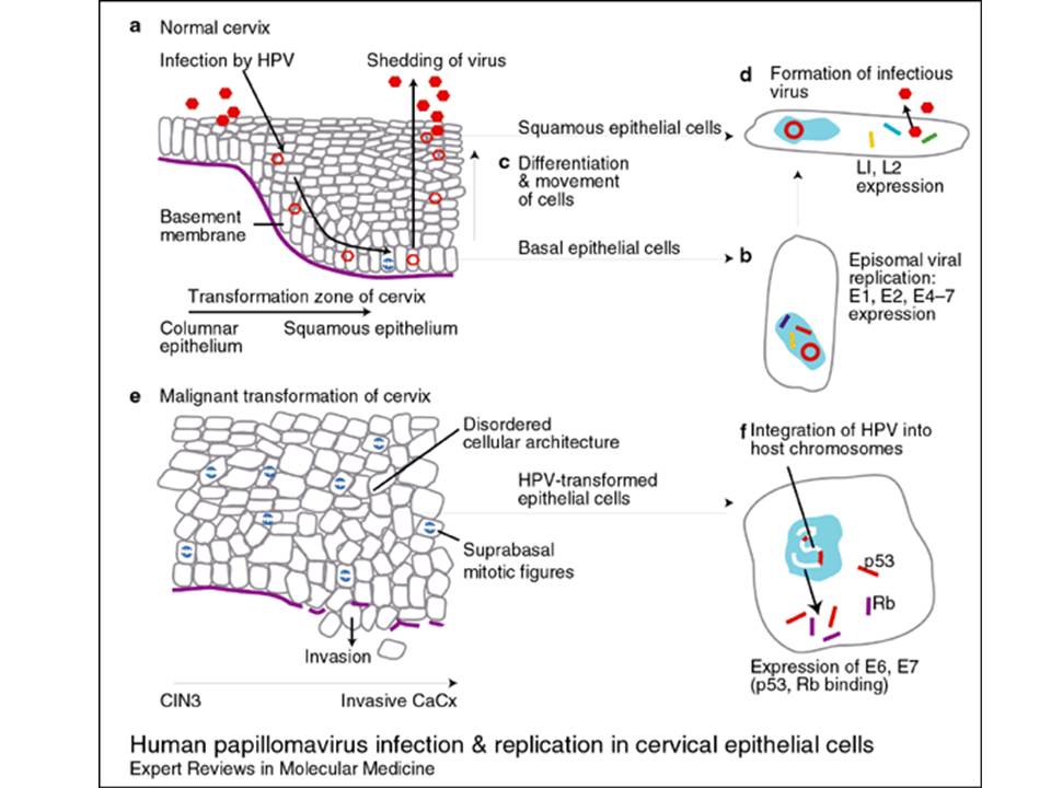 viromedica: VIRUS DEL PAPILOMA HUMANO