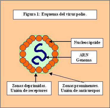 Schematic Diagram Of The Life Cycle Of Poliovirus Within A