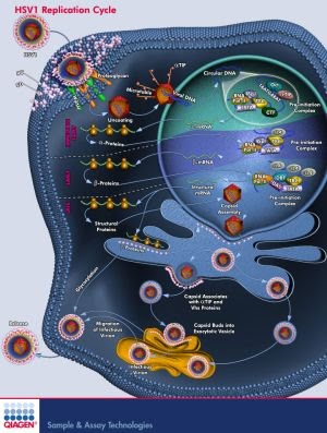 viromedica: Virus Herpes Tipo II