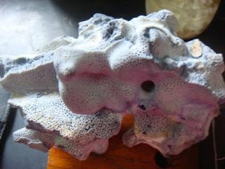 Invertebrate Zoology: Phylum Cnidaria