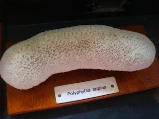 Invertebrate Zoology: Phylum Cnidaria