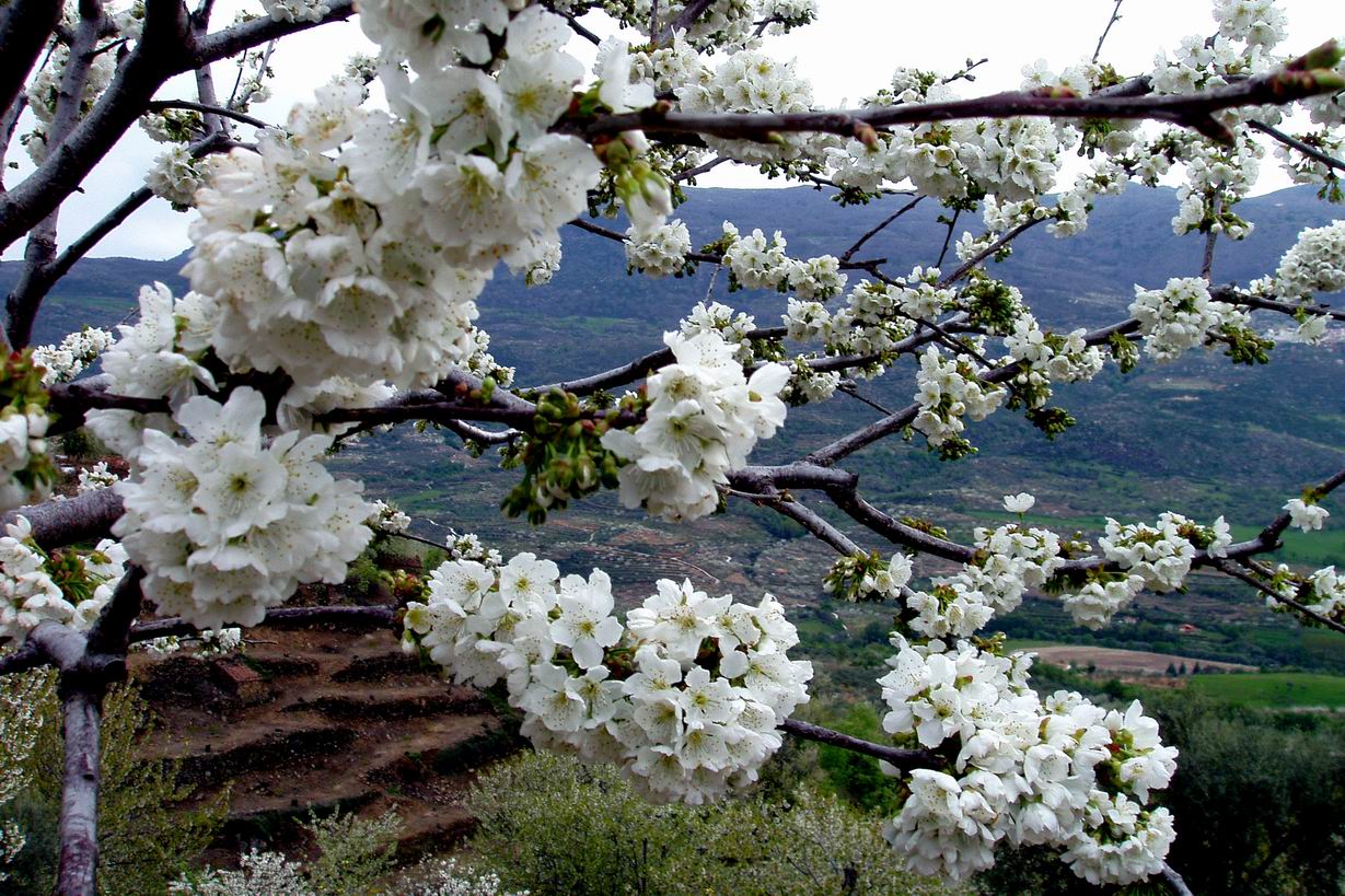 Sangria, Sol y Siesta: THE CHERRY BLOSSOM IN THE JERTE VALLEY