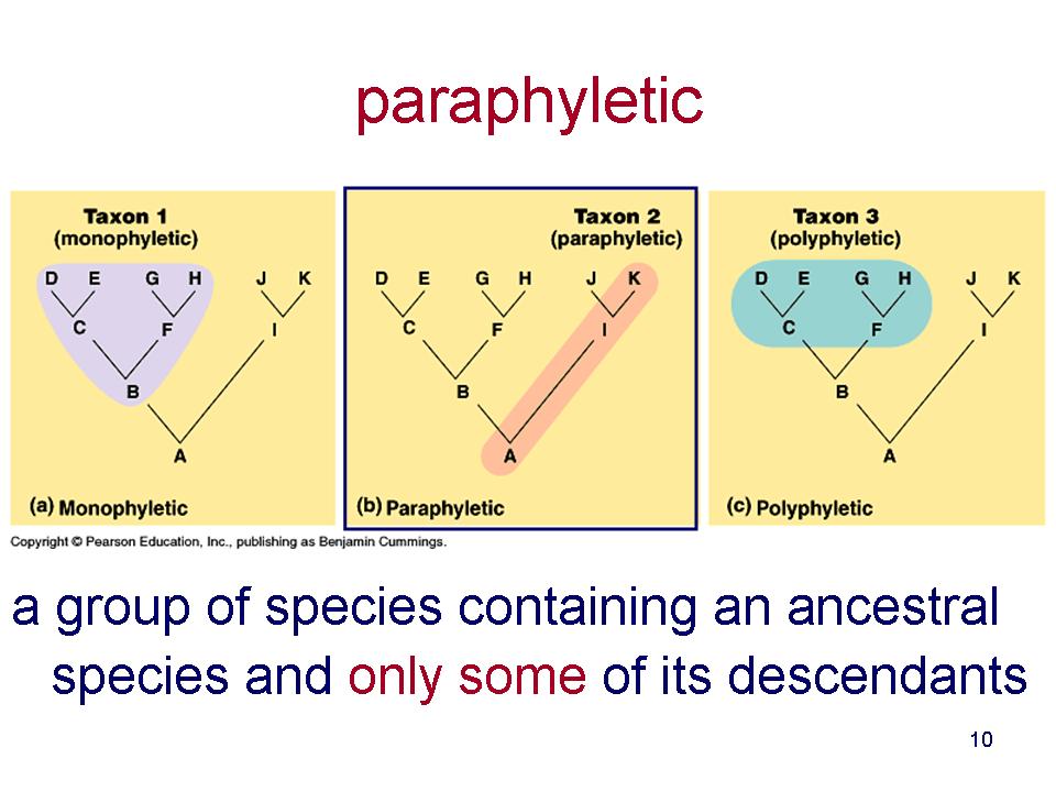 Evolutiebiologie: Waarom de reptielen niet bestaan