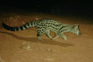 Evolutiebiologie: Katachtigen en katvormigen