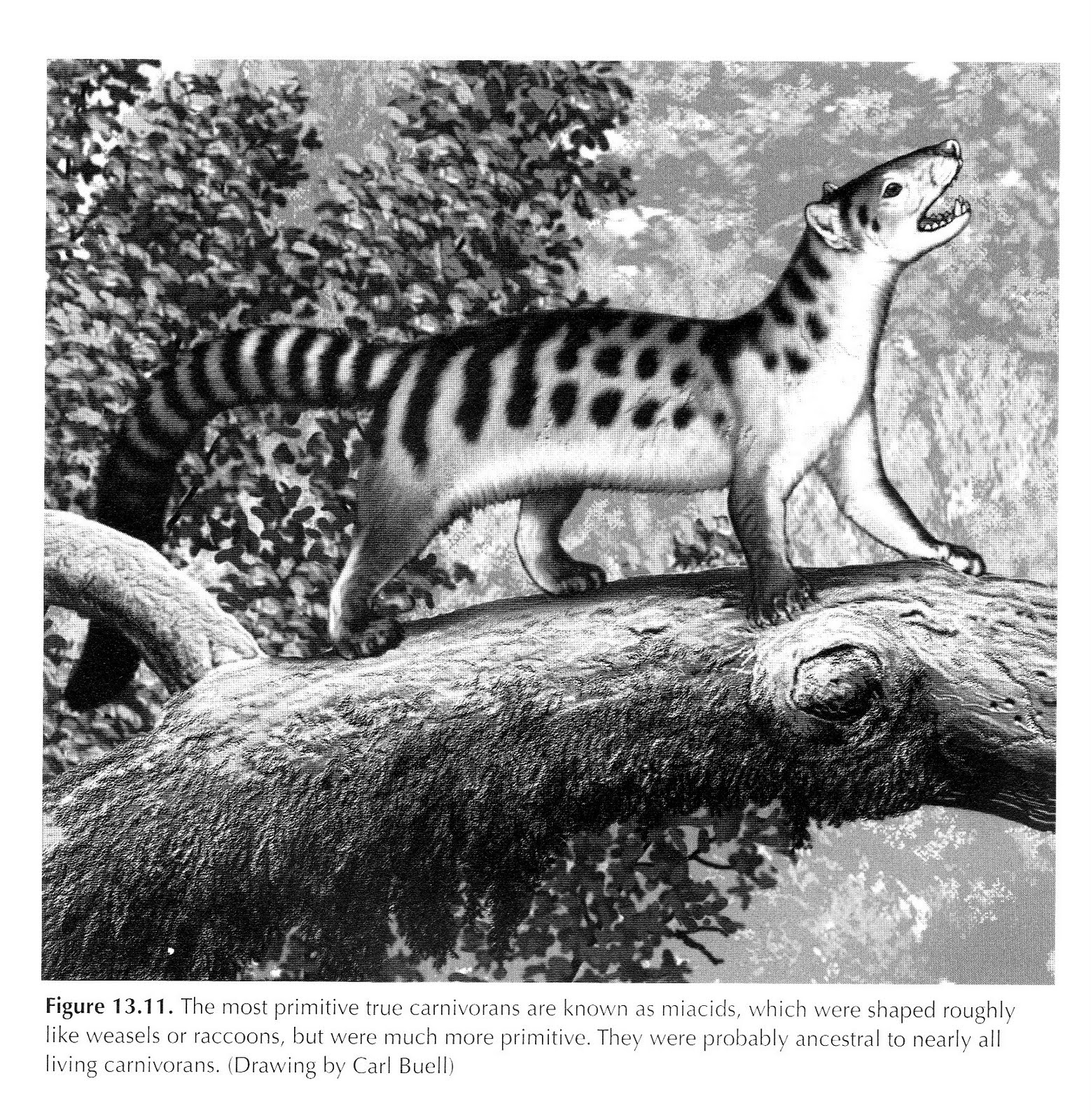 Evolutiebiologie: Kiezen