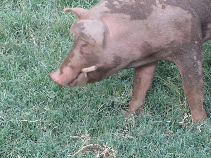 O'Brien's Family Farm: Pigs on the Farm