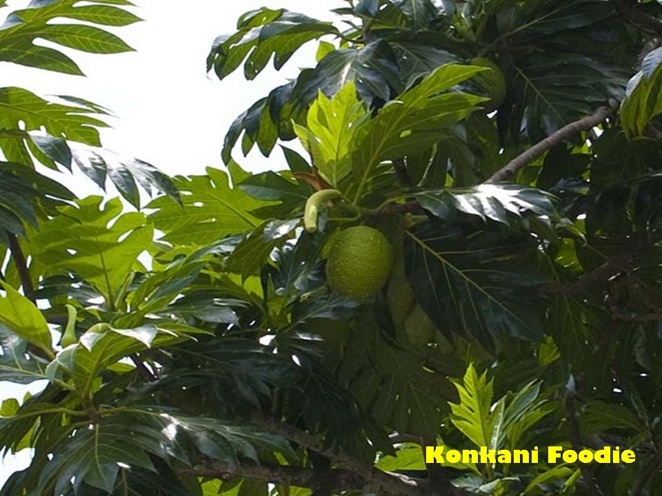 Konkani Foodie: Breadfruit (Jeev Kadgi/ Neer Phanas) - An Essay