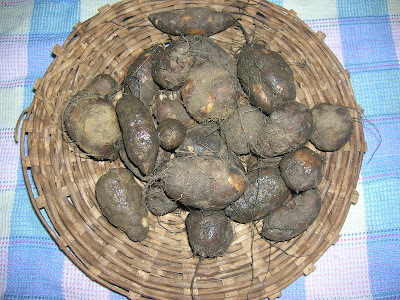koorkka-k-koo-(chinese potato) - KERALA FLORA