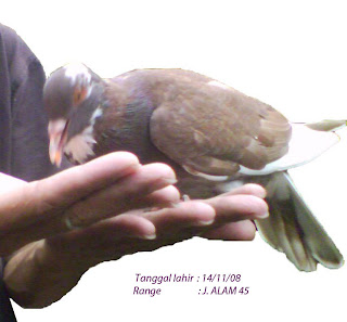 e_learning_macromedia_flash: MERPATI TINGGIAN