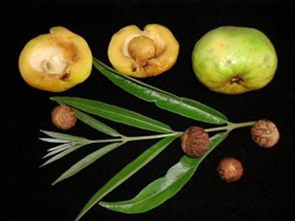 Ovo Frito Gourmet Gastronomia: UVAIA