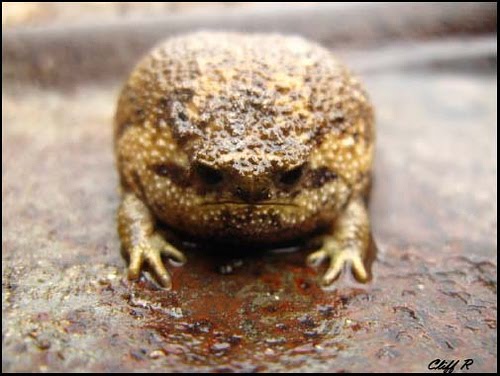mainly mongoose: The reign of rain frogs