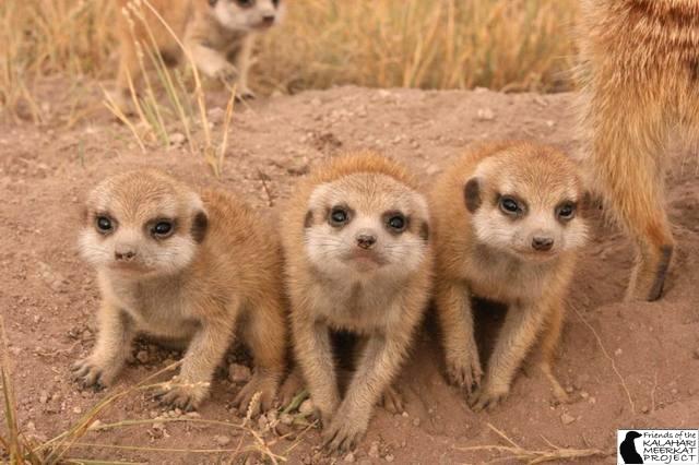 mainly mongoose: Meet a mongoose: Snufkin