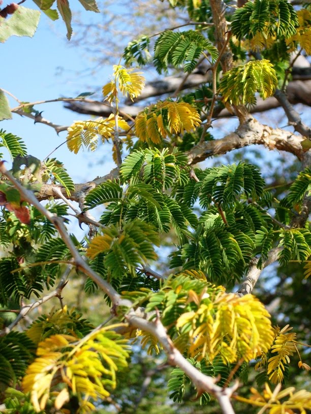 mainly mongoose: The dry season