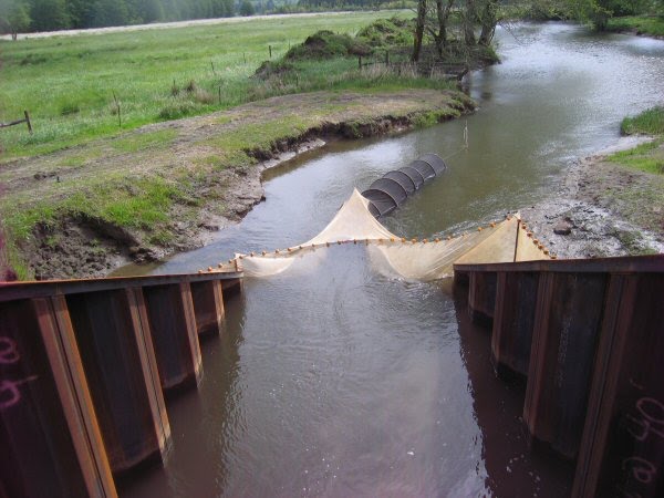 The Dish on Fish: The Search for a “Fish-Friendly” Tide Gate