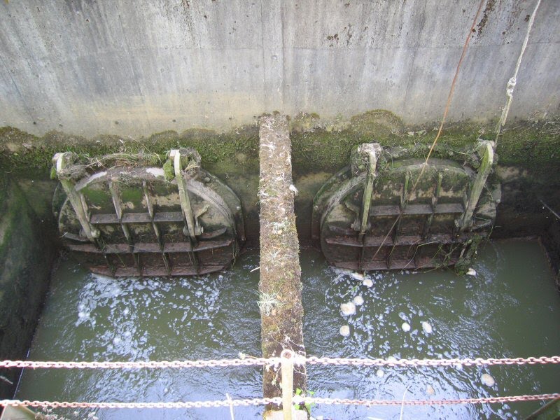 The Dish on Fish: The Search for a “Fish-Friendly” Tide Gate