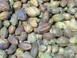 Herbs-Treat and Taste: WHAT IS HAREER? TERMINALIA CHEBULA, HARITAKI ...