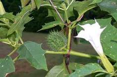 Herbs-Treat and Taste: WHAT IS DATURA? THORNAPPLE: A POISONOUS NARCOTIC ...