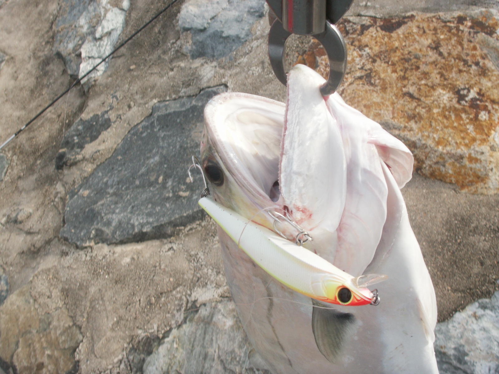 Best Lures For Queenfish at Gloria Vincent blog