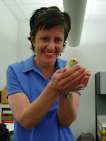 Chick-It-Out @ Chicago Ridge Public Library: Chicken Picture Update