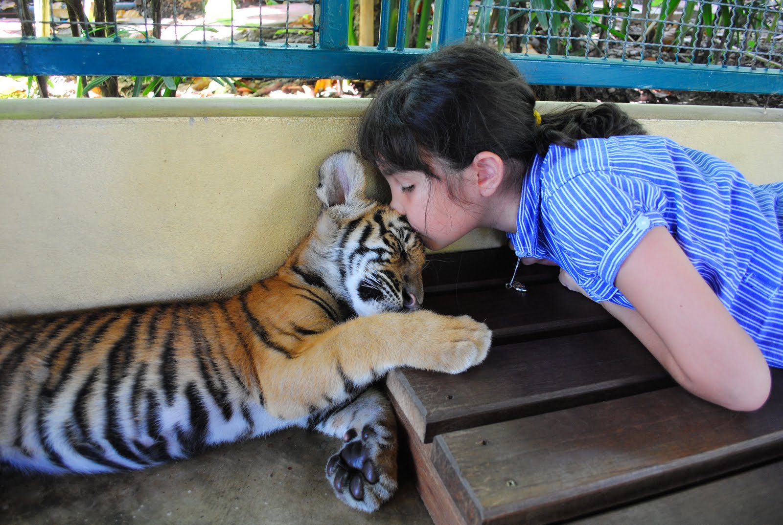 S/V BeBe: Bitten by a tiger near Chiang Mai (not to worry; it was a ...