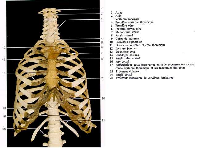 les cours medecine: Le Thorax [ Illustrations ]