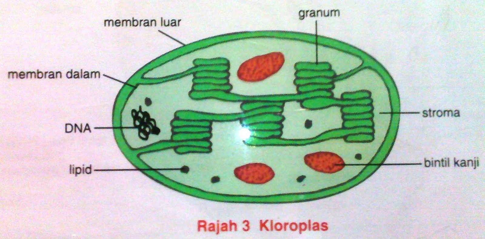 Reaksi Terang on emaze