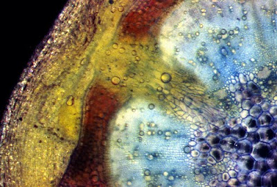 MBSSKL SIXTH FORM SCIENCE AND MATHEMATICS SOCIETY: Superflower: Rafflesia