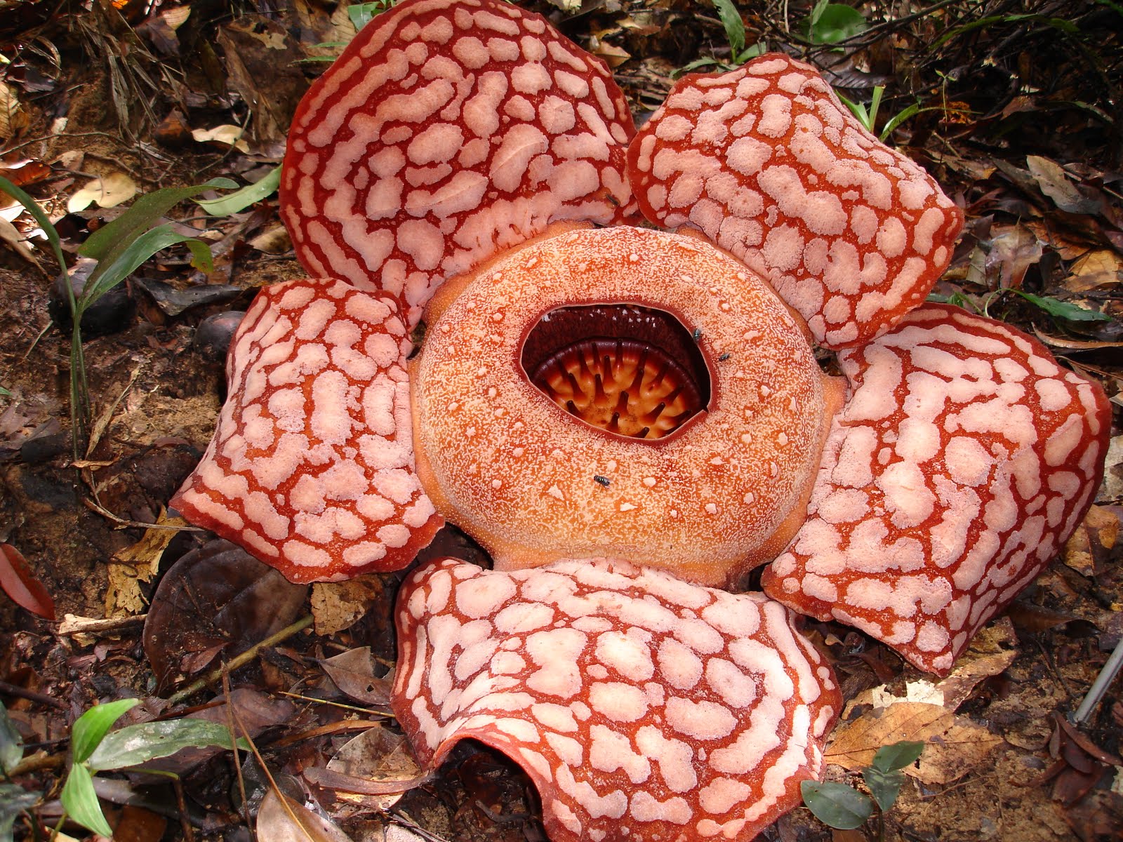MBSSKL SIXTH FORM SCIENCE AND MATHEMATICS SOCIETY: Superflower: Rafflesia