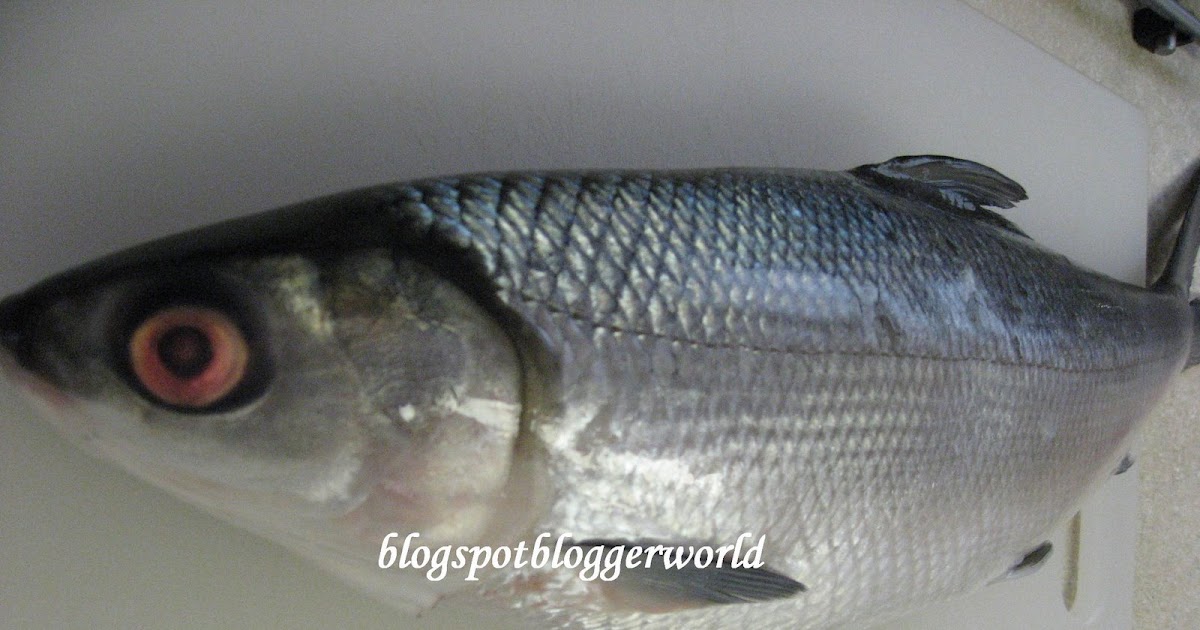 The explorer: The most famous and national fish in the Philippines ...