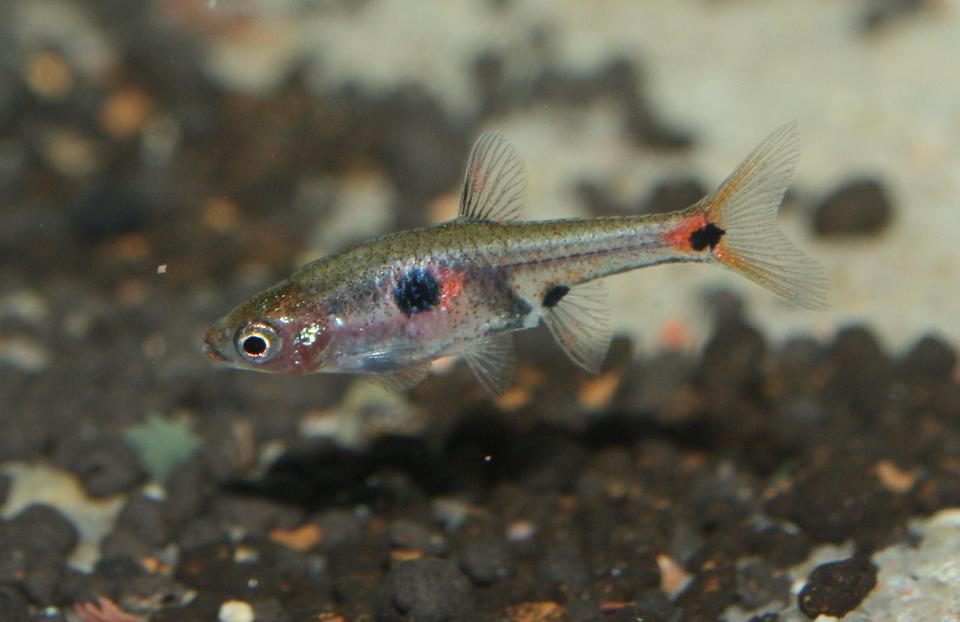 Beebreed: Minifische