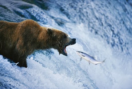 Patrulla Osos de Exploradores de brownsea