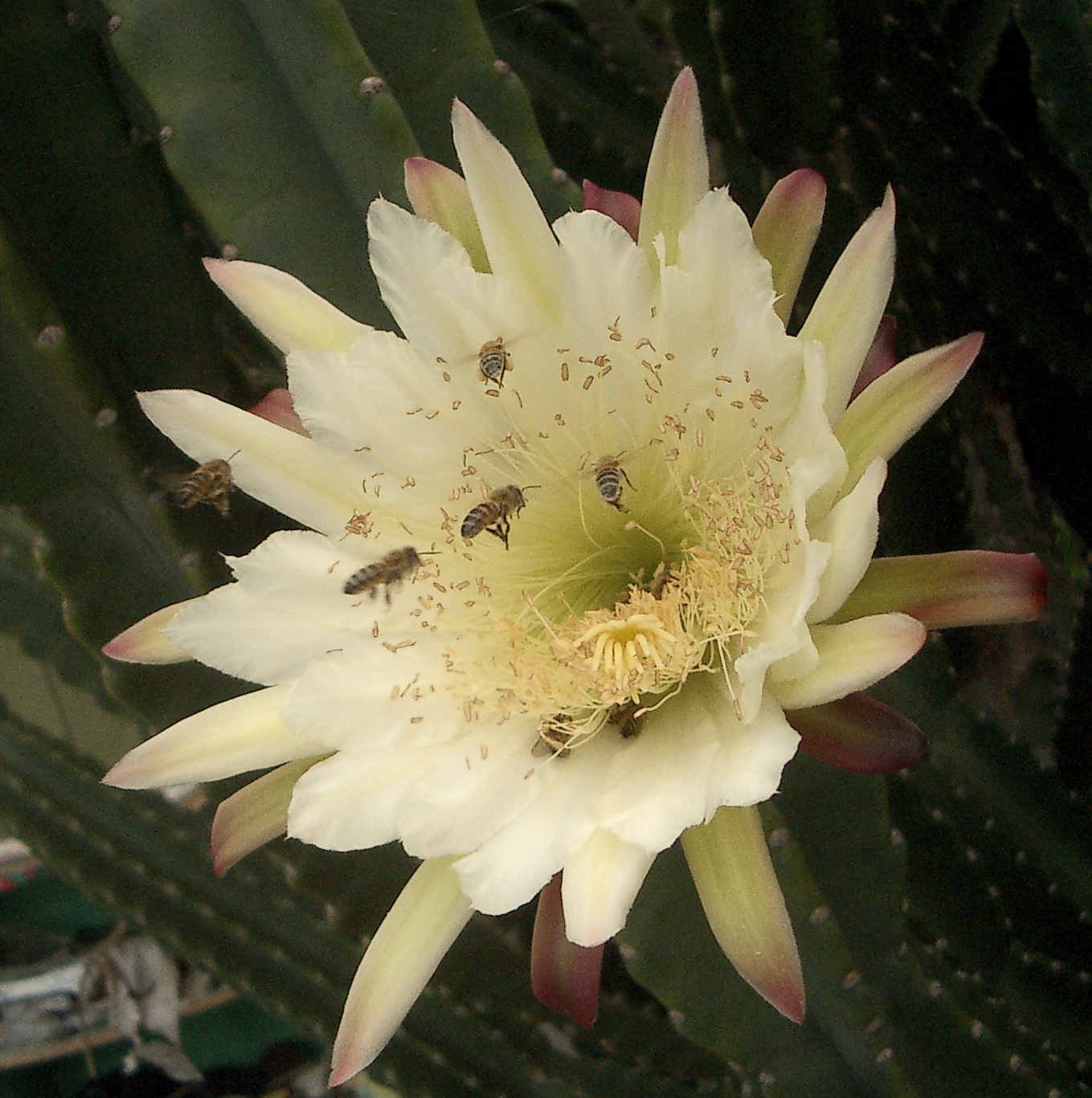 psYberNetica: David J. Brown on new Psychedelic Healing research in ...