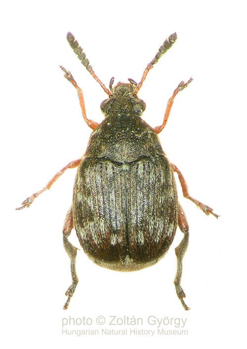 Hazánk állatai: Rovarok