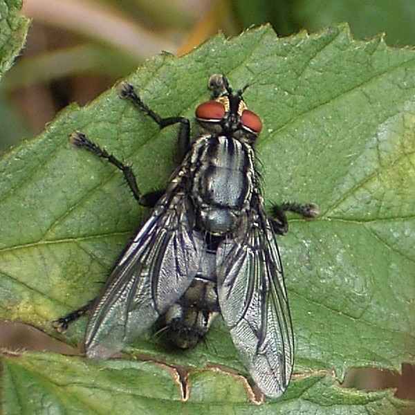 Hazánk állatai: Rovarok