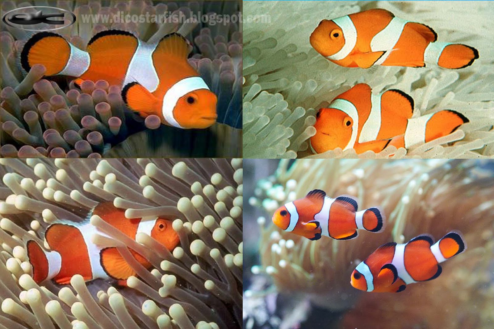 Dicostarfish: Nemo / Clown fish - amphiprion ocellaris - Orange clown ...