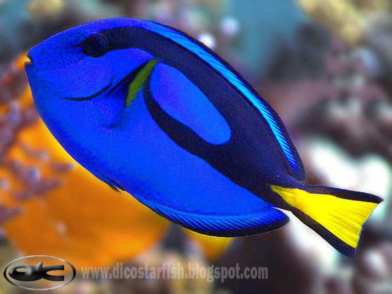 Dicostarfish: Leter Enam / Leter six - Blue Tang - Paracanthurus Hepatus