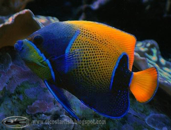 Dicostarfish: Angel Piama - Blue Girdled Angelfish - Pomacanthus Navarchus