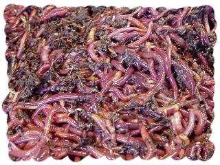 Tumbuhan Obat dan Sains: Mengenal Cacing parasit dalam tubuh manusia