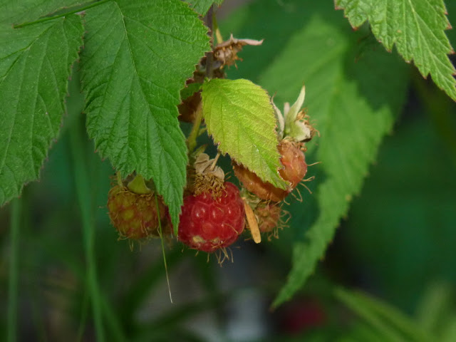 Frambueso (Rubus idaeus) y frambuesas... mmm...¡deliciosas!