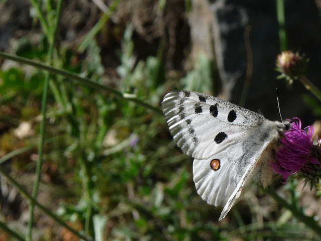 Parnassius apollo L. (Mariposa Apolo)