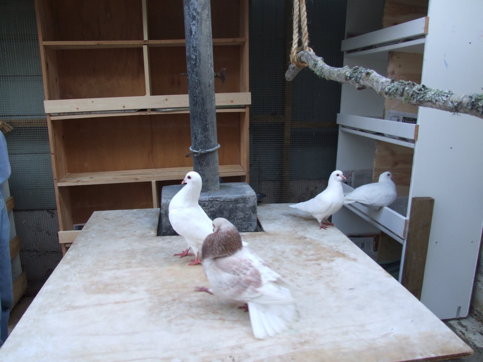 the rescue report: Help deep clean and repair my SF pigeon coop?