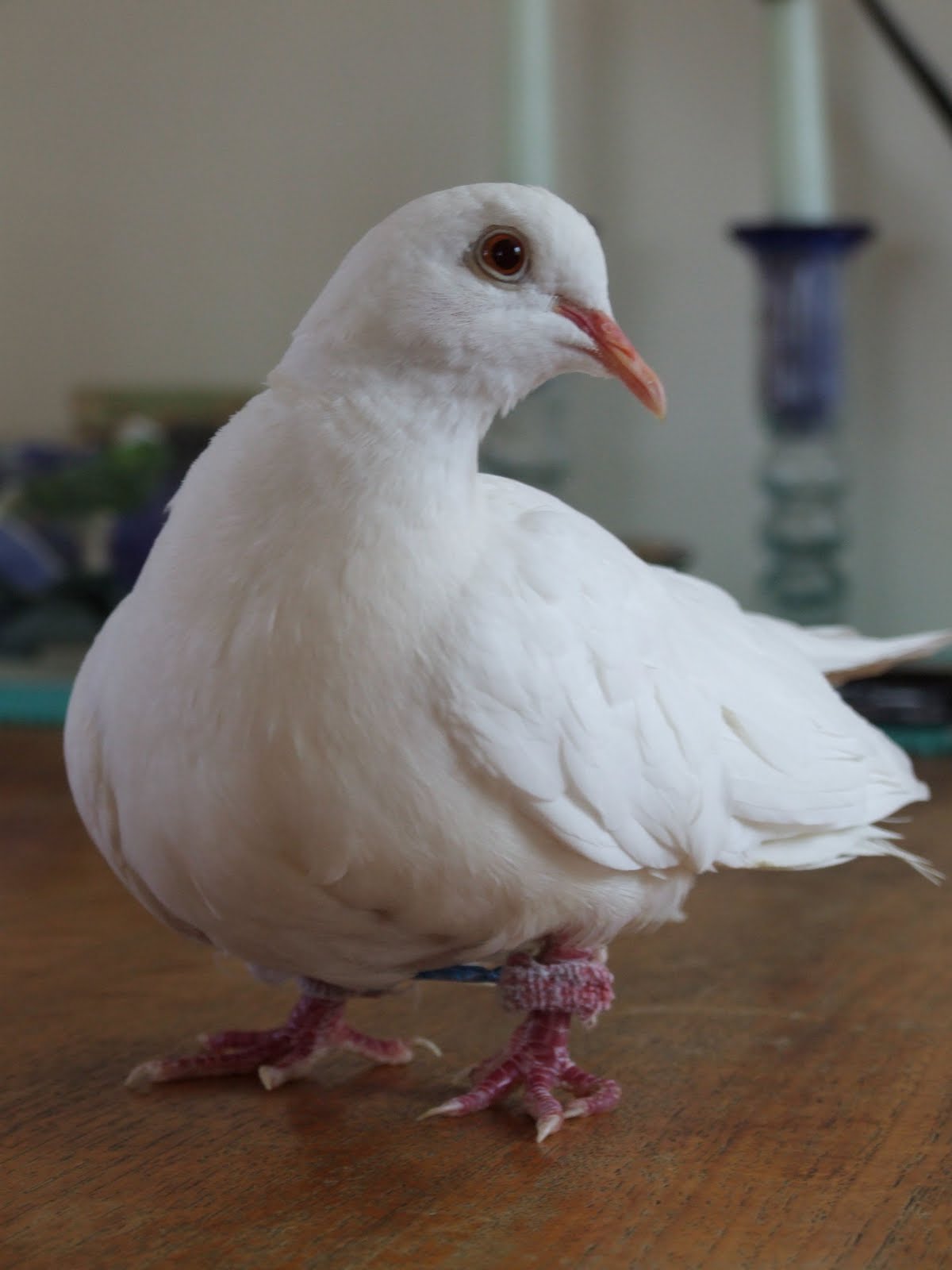 the rescue report: Pierre & Piper UPDATE 8/3/10