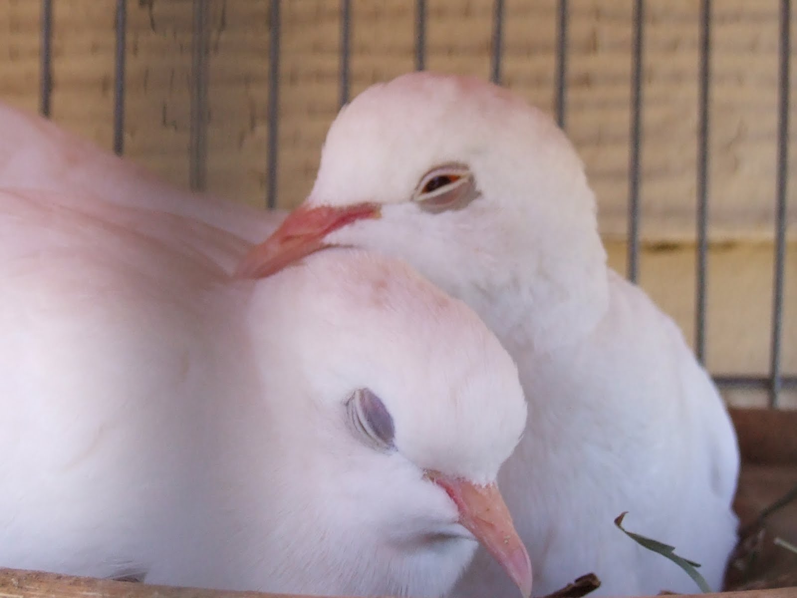 the rescue report: Pierre & Piper UPDATE 8/3/10