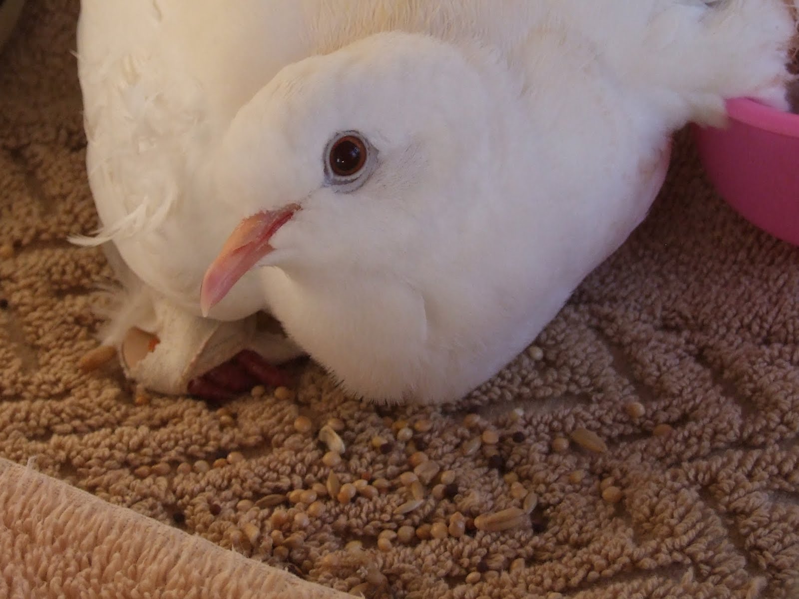 the rescue report: Pierre & Piper UPDATE 9/15/10