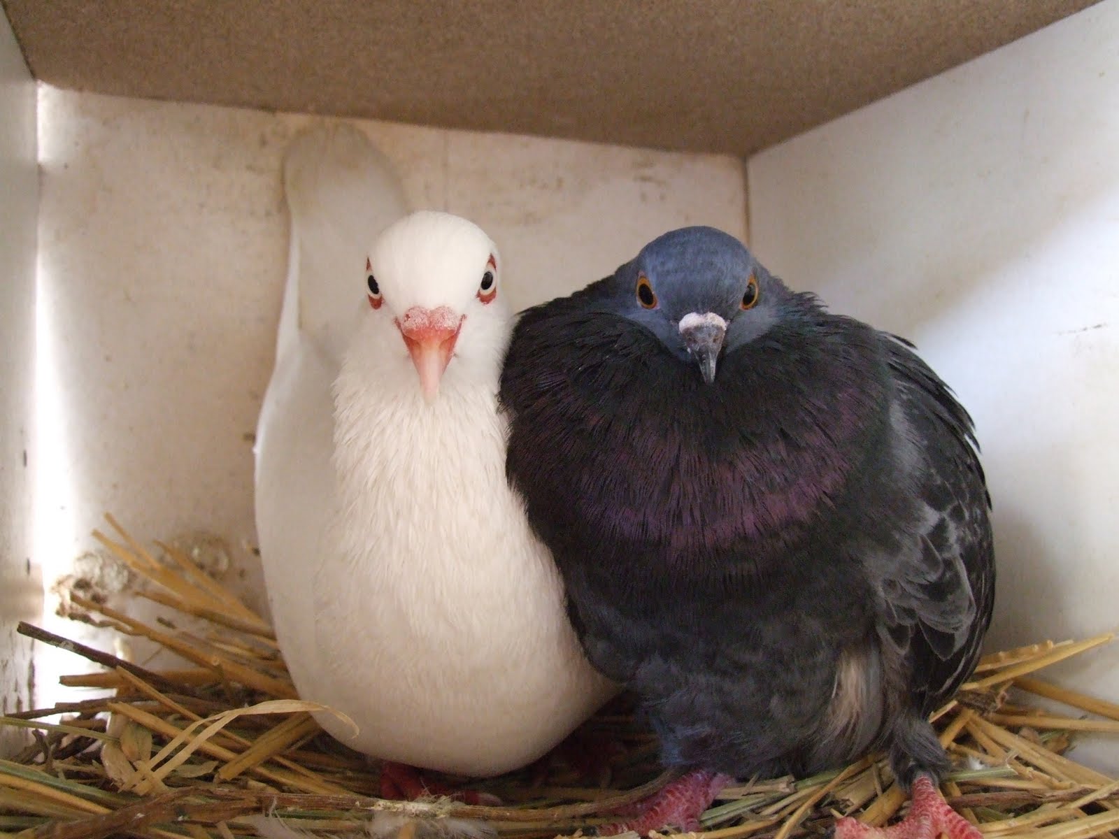 the rescue report: PIGEONS AS INDOOR PETS - THE MIRACLE OF PIGEON PANTS