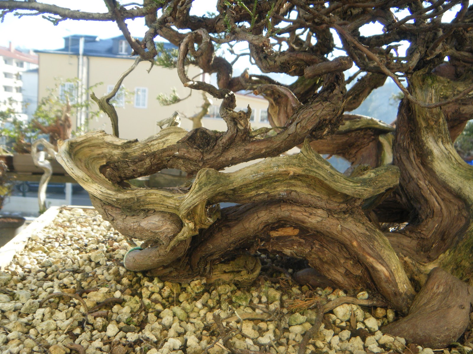 matojo, el detalle – Kingii Bonsai