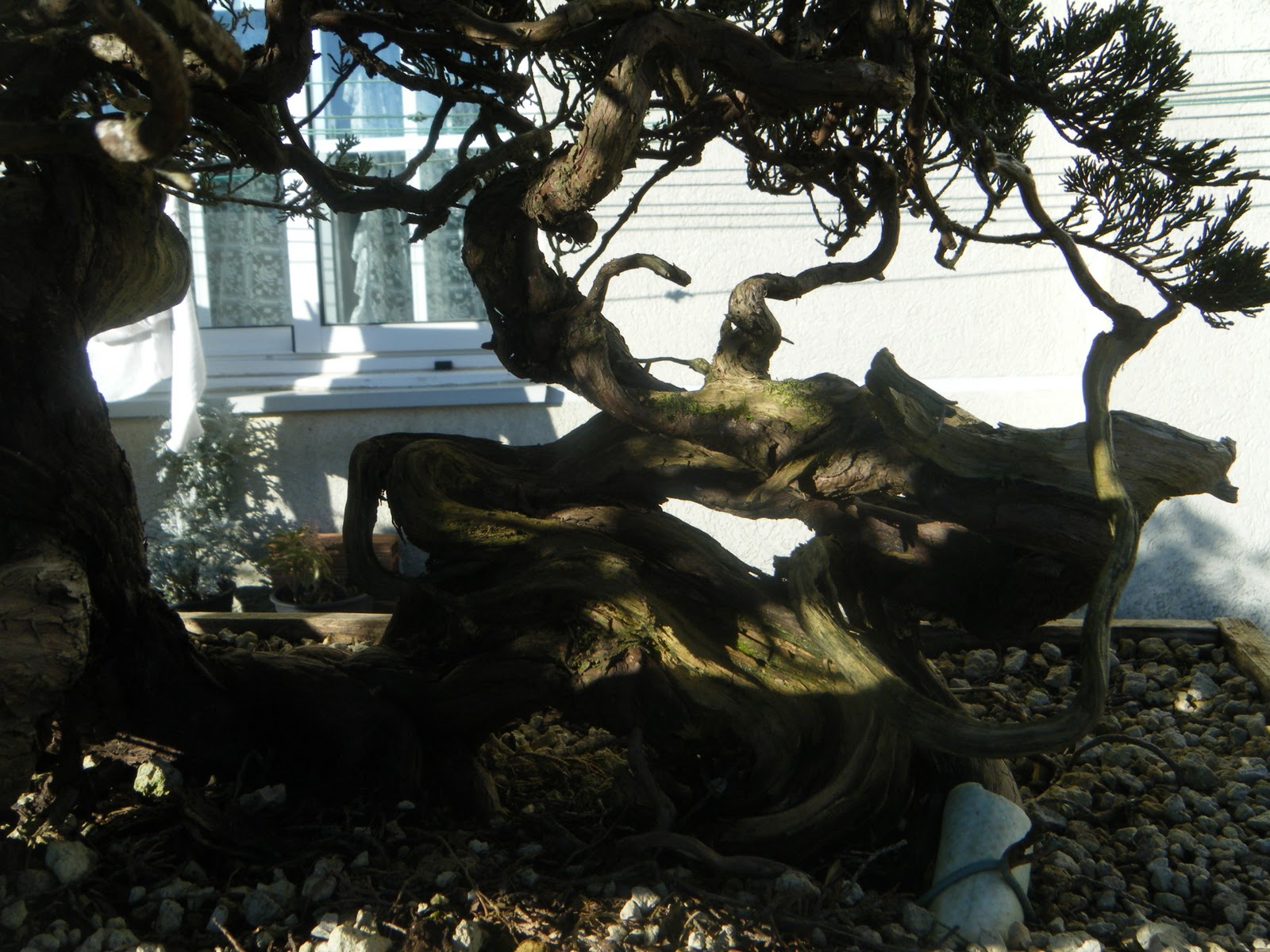 matojo, el detalle – Kingii Bonsai