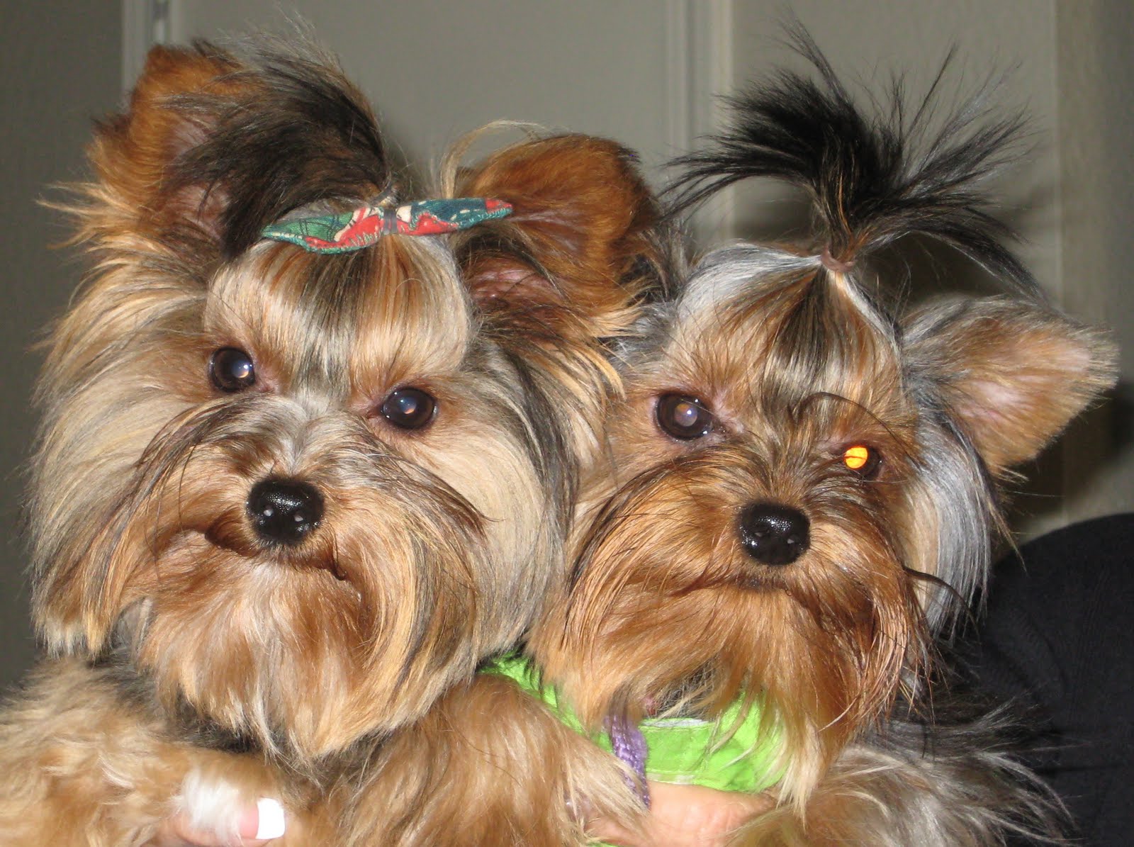 The Heavenly Yorkies: Puppies 4 weeks pictures