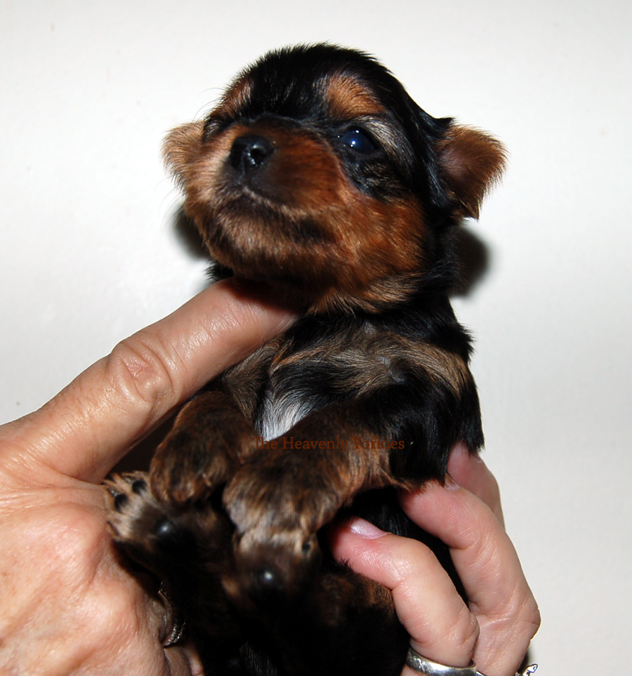 The Heavenly Yorkies: Puppies are now 3 Weeks!