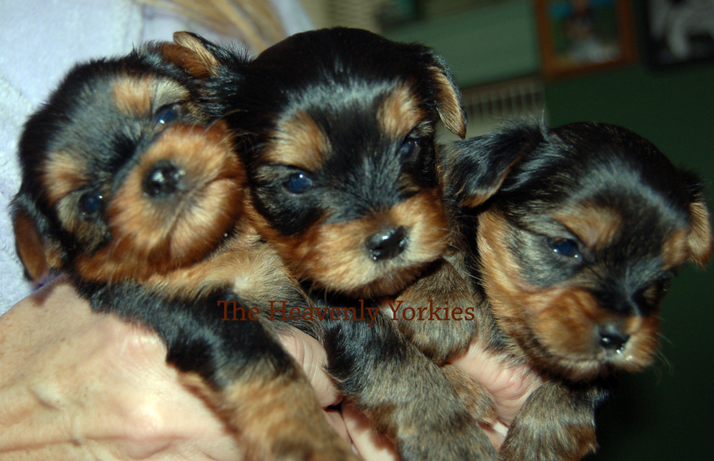 The Heavenly Yorkies: Puppies 4 weeks pictures